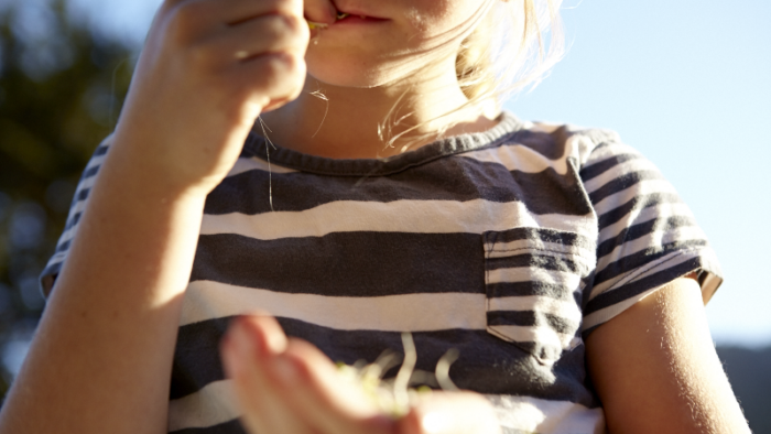 How to Grow Sprouts with DIY Sprouting Jars - Pass the Pistil