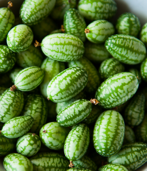 Grow Your Own Cucamelons - Pass the Pistil