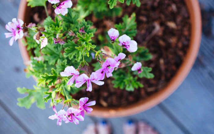 DIY Cocktail Herb Garden: Scented Geranium + Recipes - Pass the Pistil