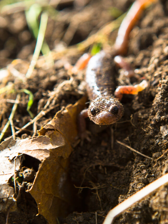 The Best Soil For Your Garden (And You) - Pass the Pistil