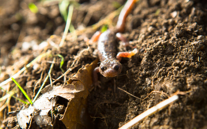 The Best Soil For Your Garden (And You) - Pass the Pistil