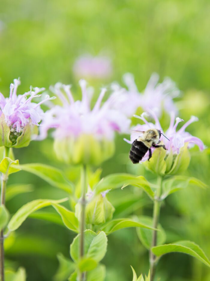 How To Attract Pollinators To Your Garden - Pass the Pistil