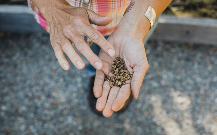 Seeds 101: Seed Selection & Terminology - Pass the Pistil