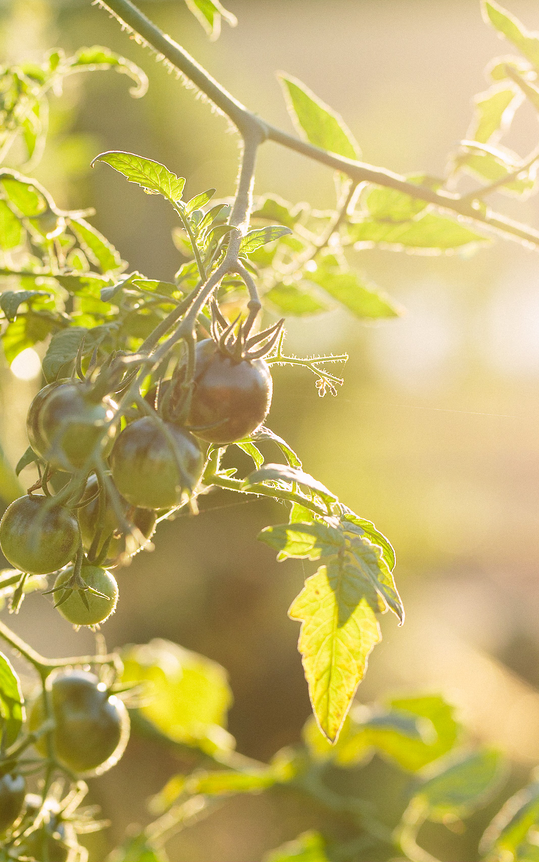 Pass the pistil. Emily Murphy -- Cultivating Gardens