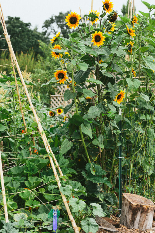 How to Start a No Dig Garden - Pass the Pistil