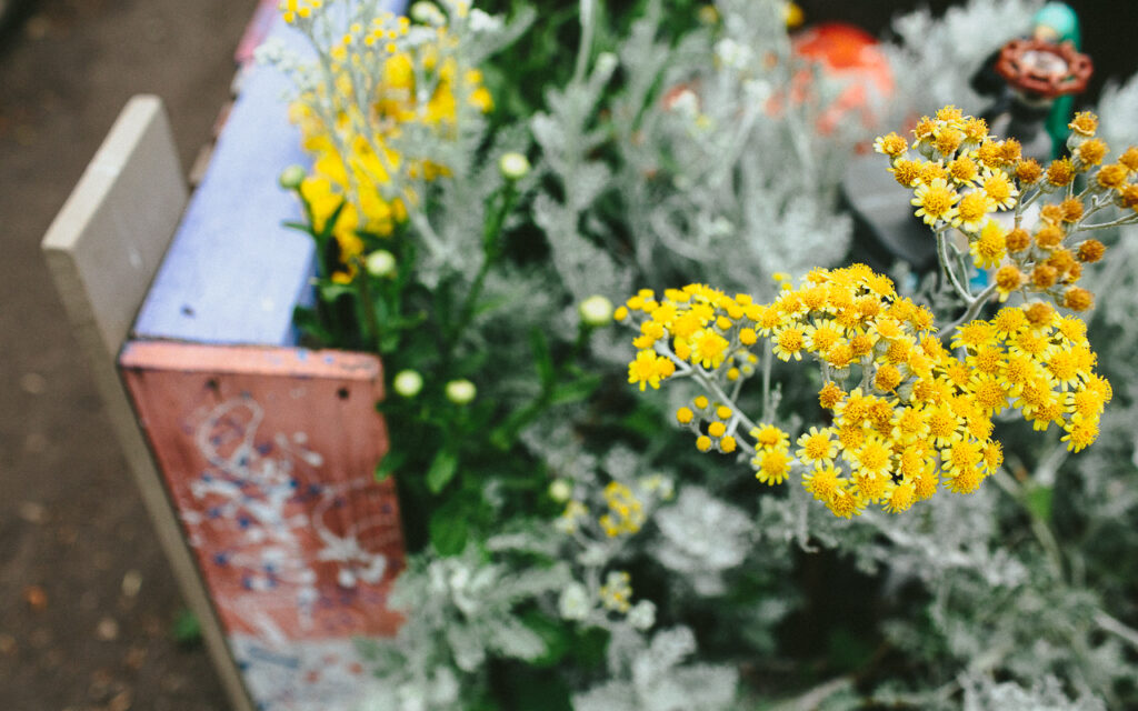 How to Start a No Dig Garden - Pass the Pistil