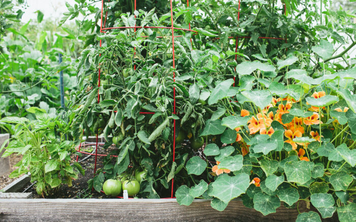 How to Start a No Dig Garden - Pass the Pistil